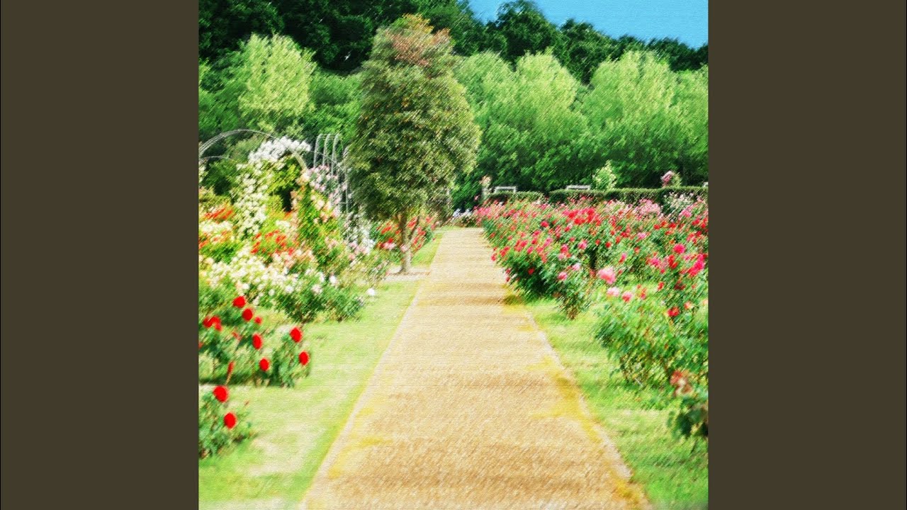 Escalonias florecientes - YouTube