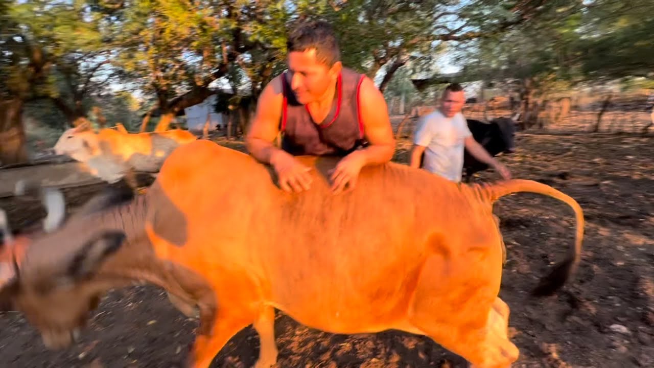 Vaca gorda casi me pasa ensima de brava porque chailla se le trepo ...