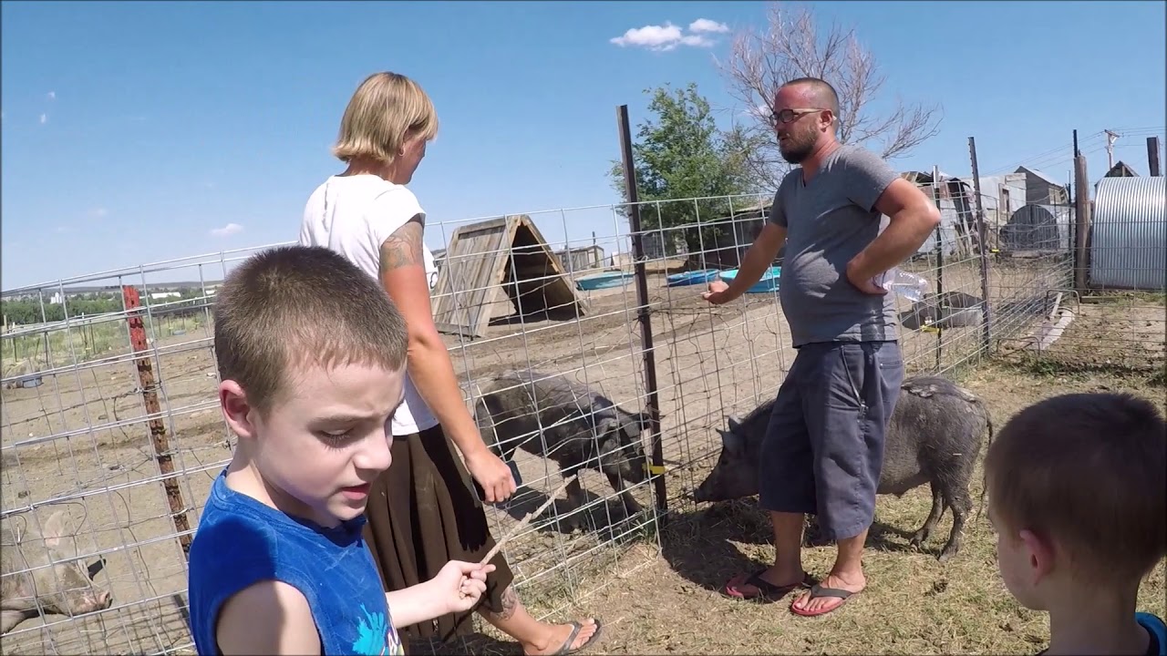 Colorado Pig Farm (Hog Haven) - YouTube