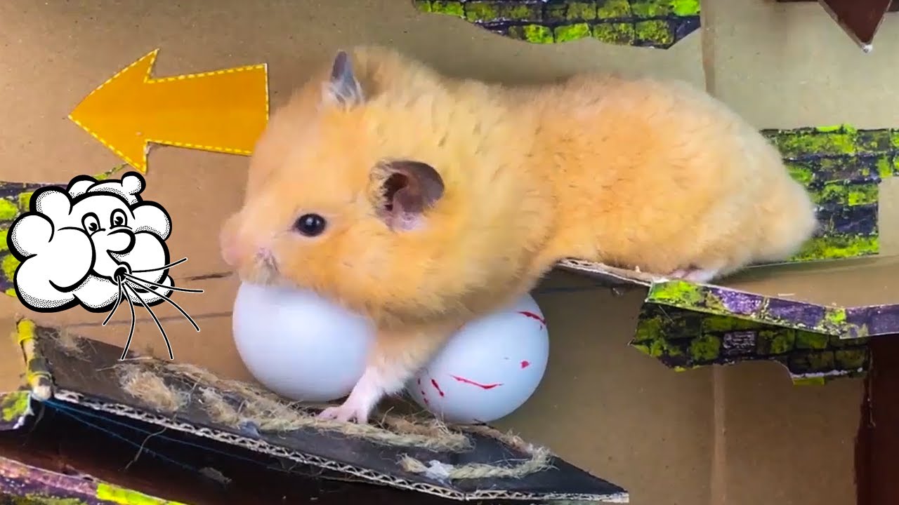 🐹 Hamster Escapes Cold House Maze! 🐹 Real Life Traps - Hamster Repair ...