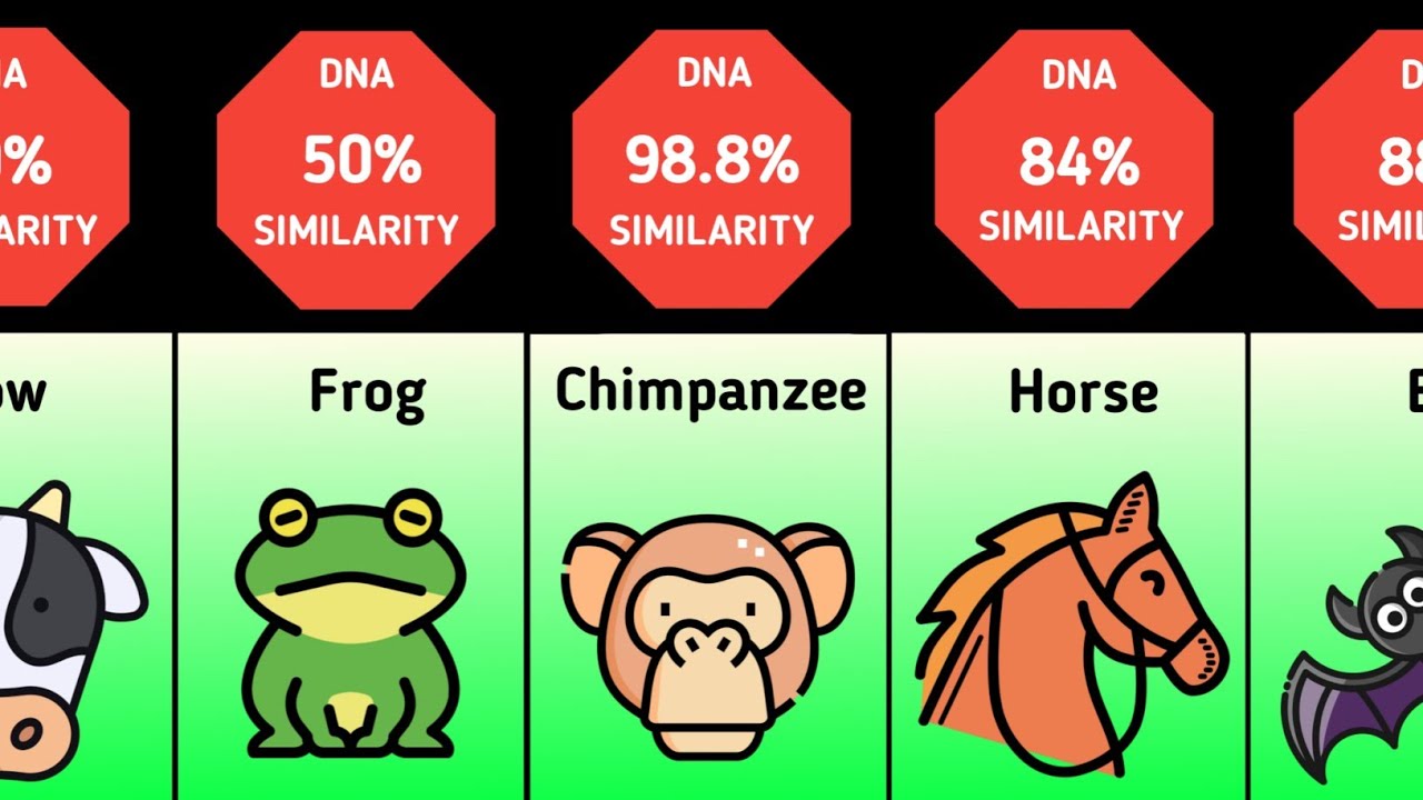 How Much DNA We Share With Other Animals - YouTube