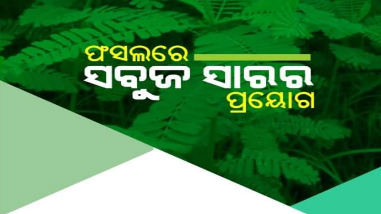 Dhanicha Khata//Green Manure Dhanicha//Sabuja Sara//Preparing Green ...