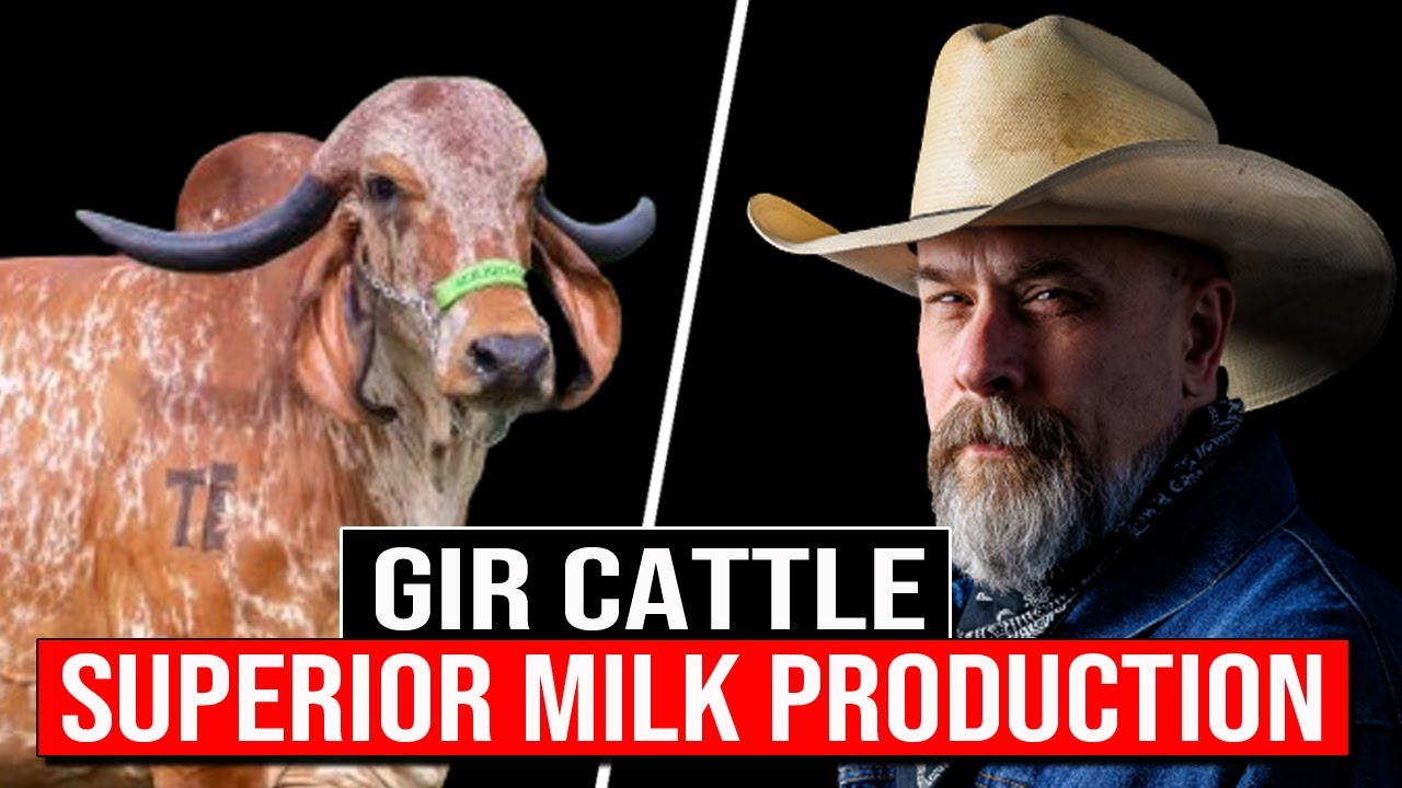 🔴 7 Advantages Of The GIR Cattle Breed Biggest Bulls And Cow - YouTube