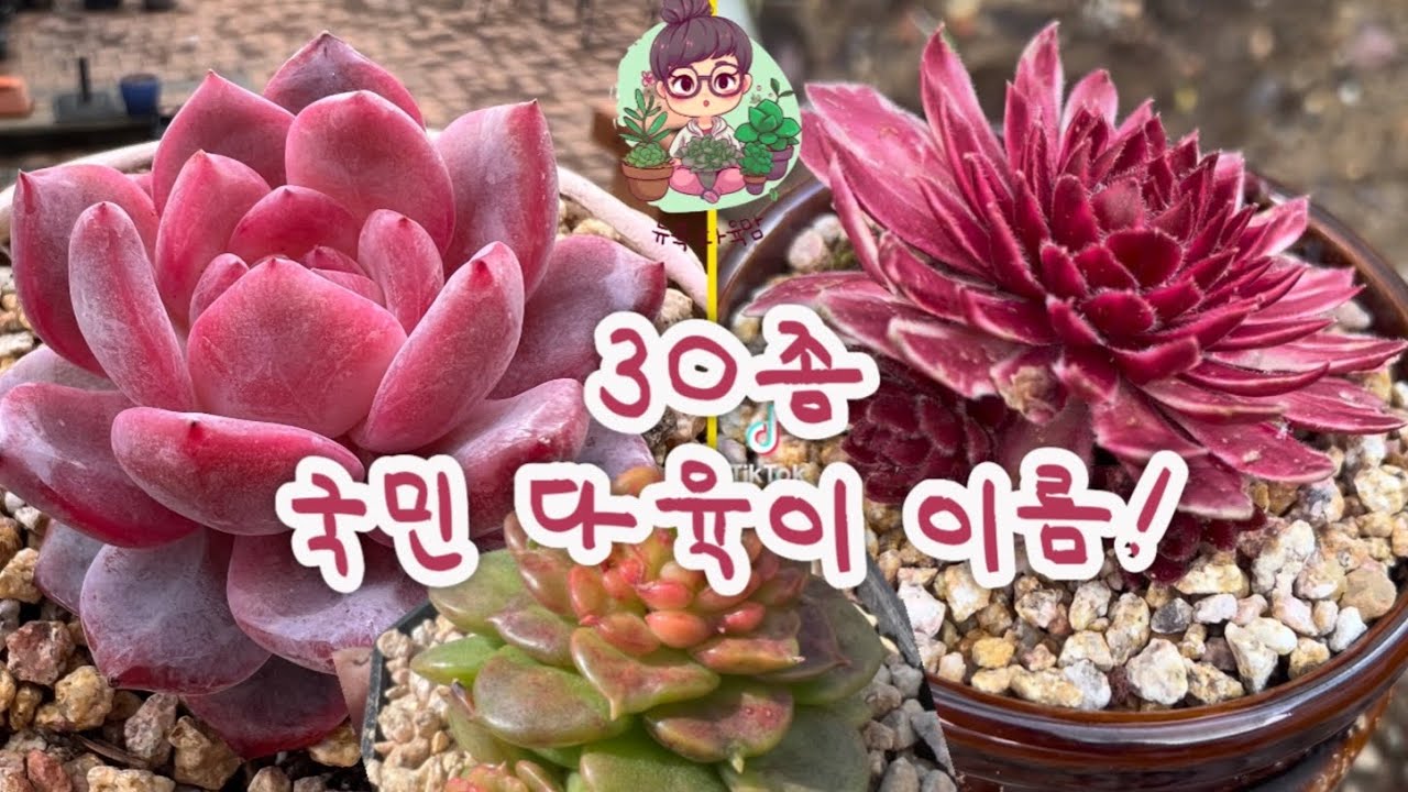 30종 다육식물 국민다육이 이름 찾기 다알쥬😉🎶 Youtube