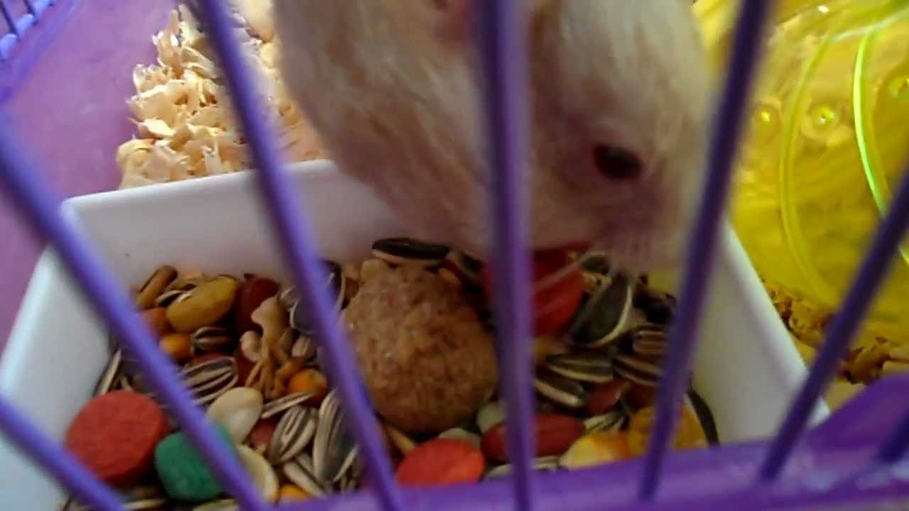Hamster vomitando ração - YouTube
