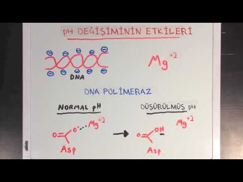 Enzimler ve Yerel Çevresi (Fen Bilimleri) (Biyoloji)