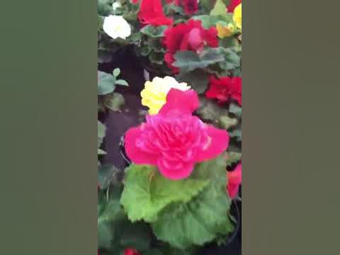 Бегония клубневая - YouTube