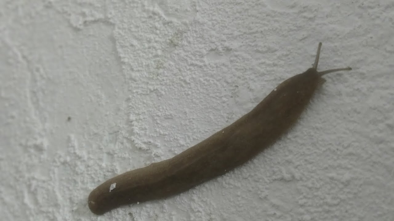 This is Leech (जोक) Or Slug ? Kya Ap bhi ise namak daal ke maar dete ho ...