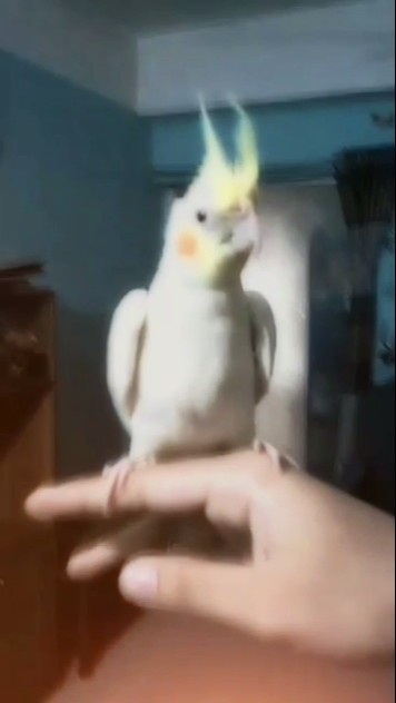 tem cockatiel pippy #birds #cockatiel #foryou #birdlovers #money # ...