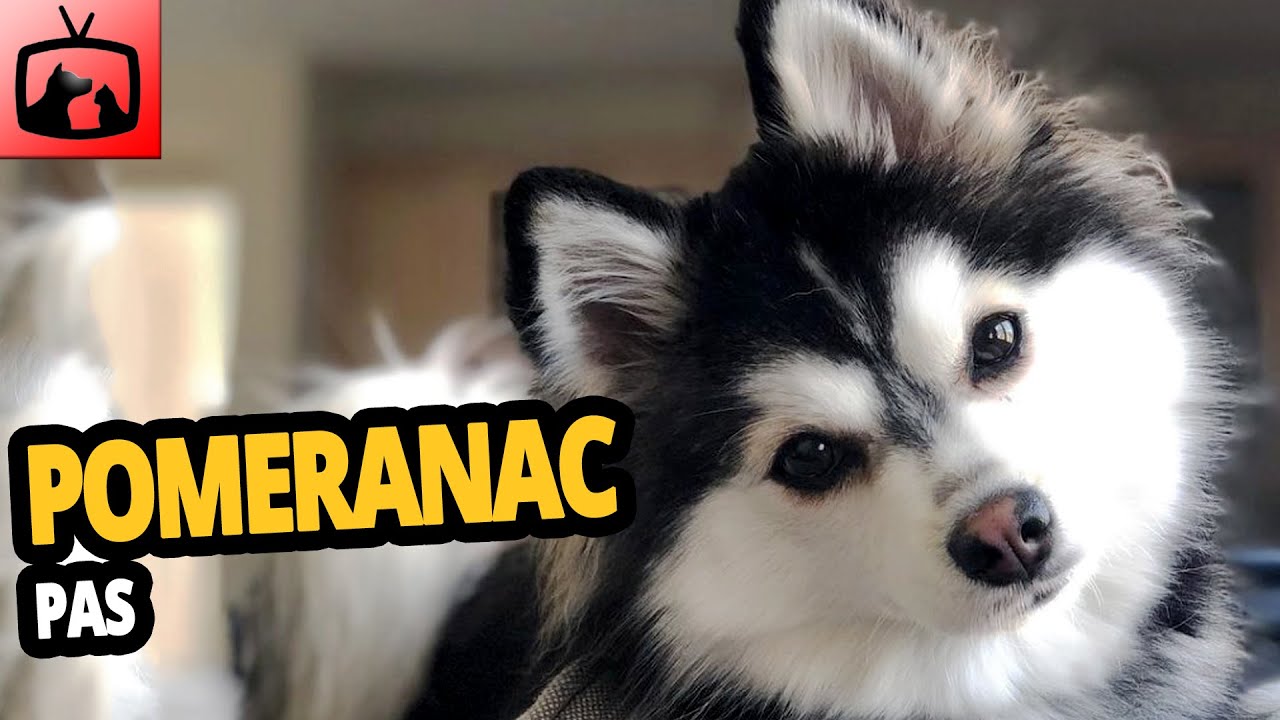 🐕 Pomeranac Pas – Što Sve Trebate Znati O Pomerancima! - YouTube