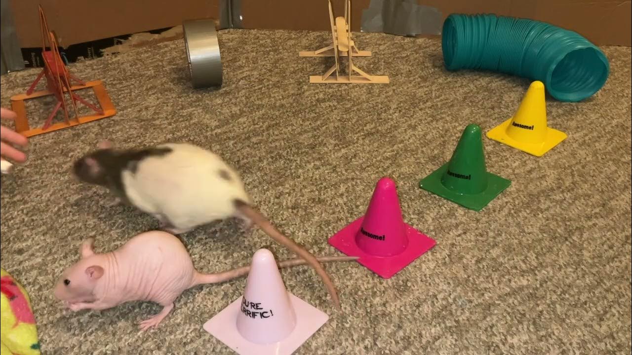 My pet rat Blueberry doing an agility course (with a bonus Tofu!) - YouTube