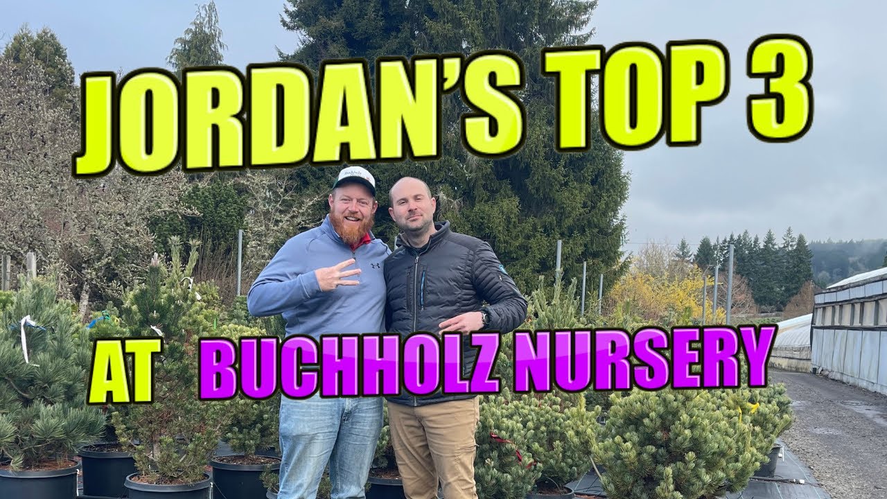Jordan’s Top 3 Conifers at Buchholz Nursery | Horticulture Manager at ...