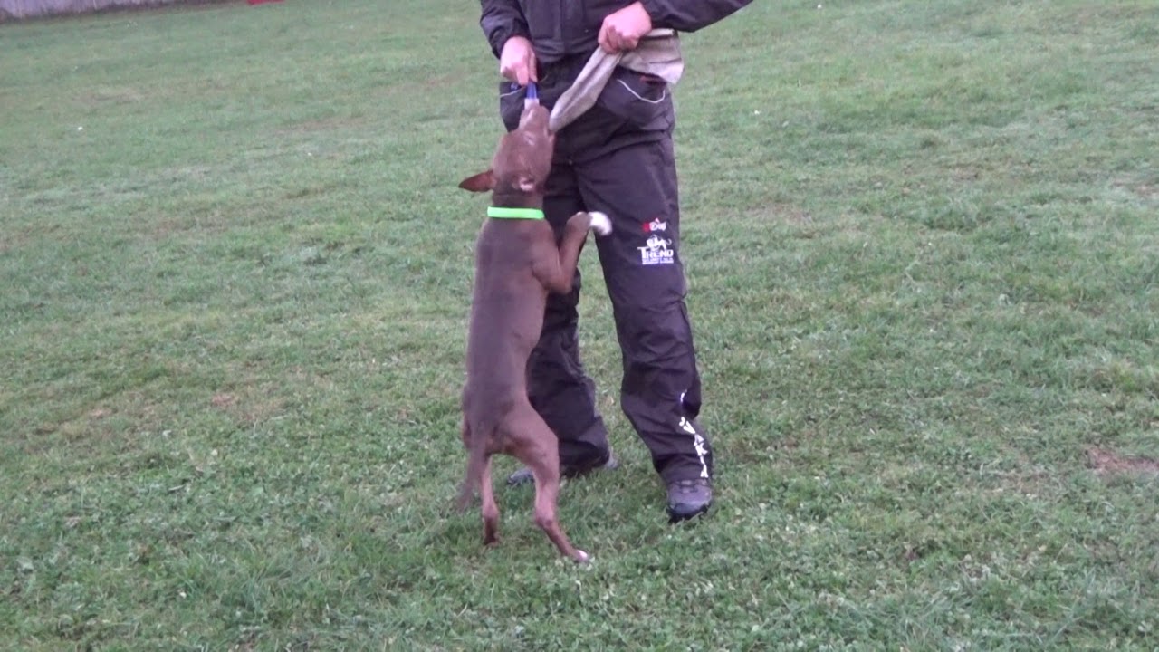 Obedience training APBT JL's BAT 4,5 months 18. 10. 2018 - 4K UltraHD ...