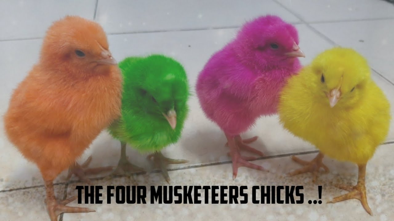 Brought four chicks at home || Day 1 || - YouTube