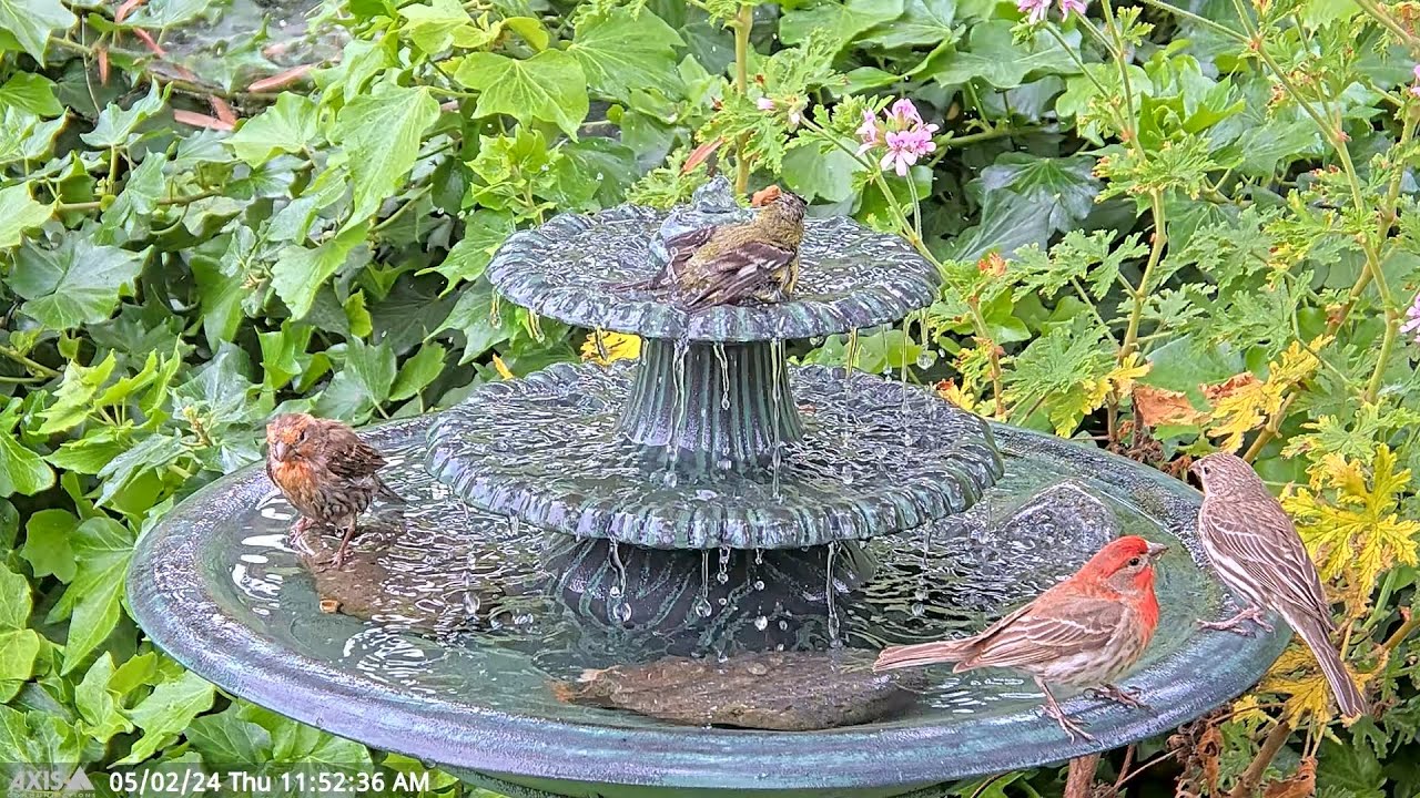 Pool Party at the Fountain, Hummingbird, Tanager, Finch and Many Others ...