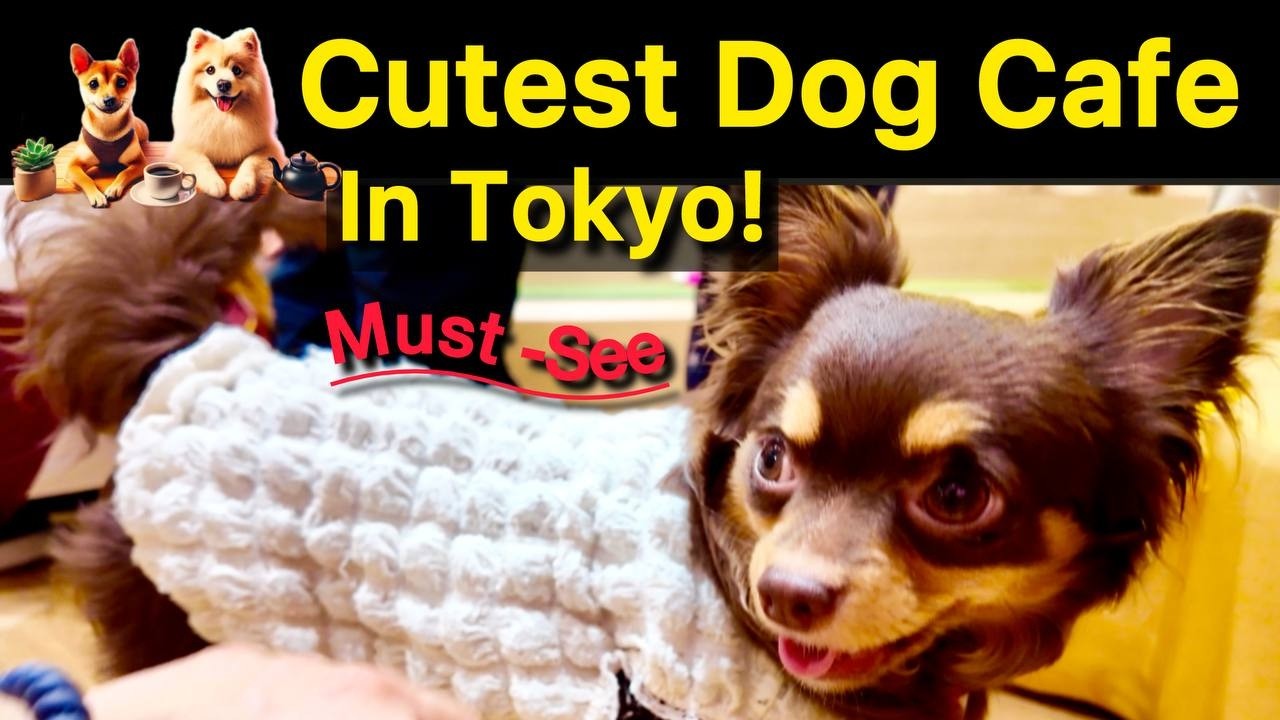 This Tokyo Dog Café Will Melt Your Heart, A Hidden Gem in Japan, Mrs ...