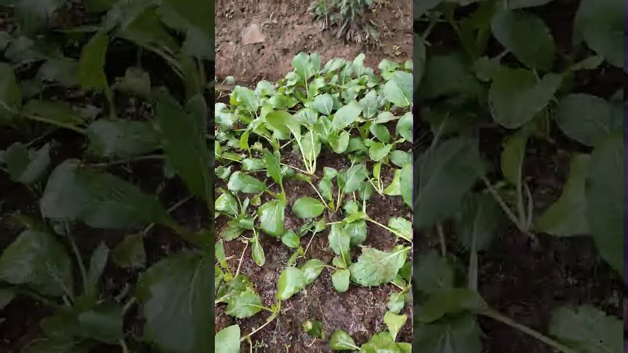 Mandi mandi - YouTube