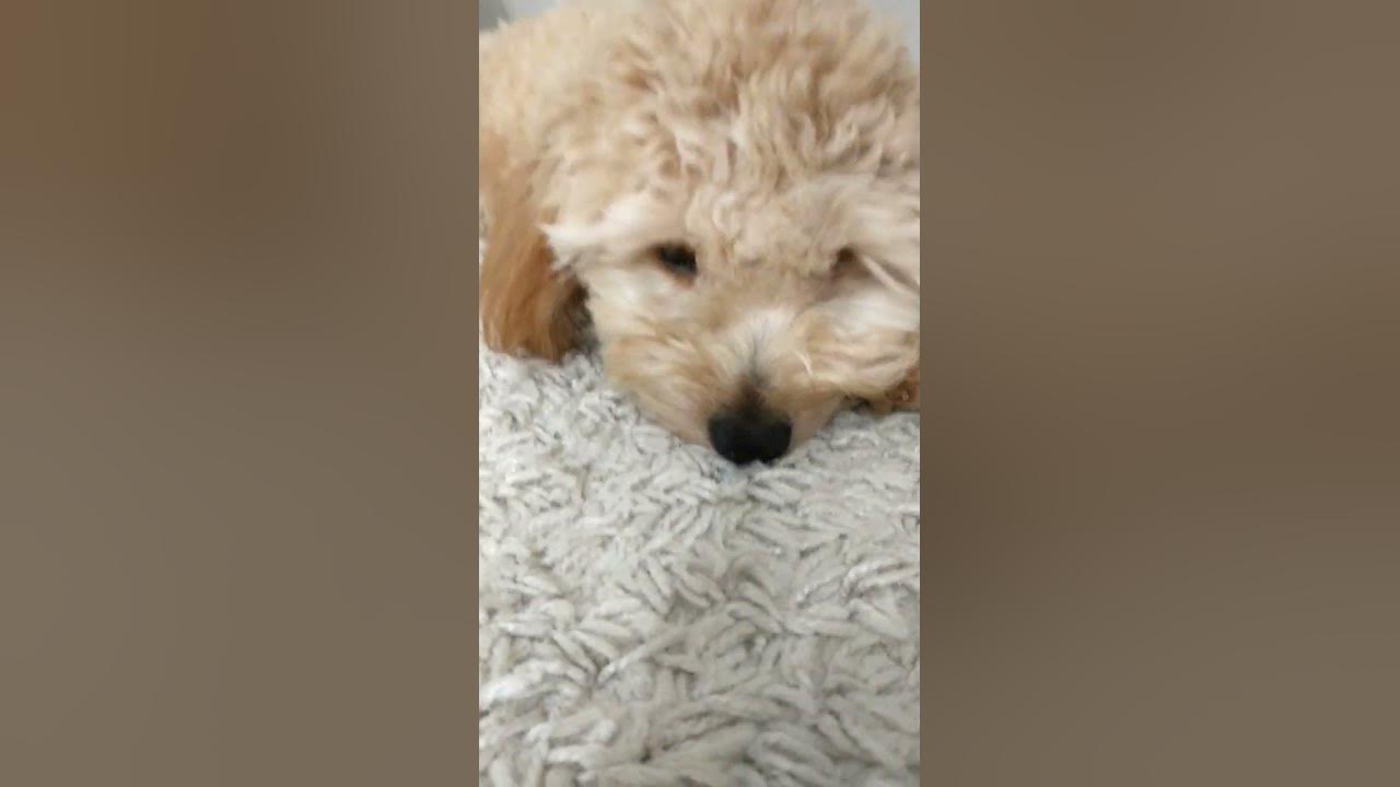 Snoozy Youtube