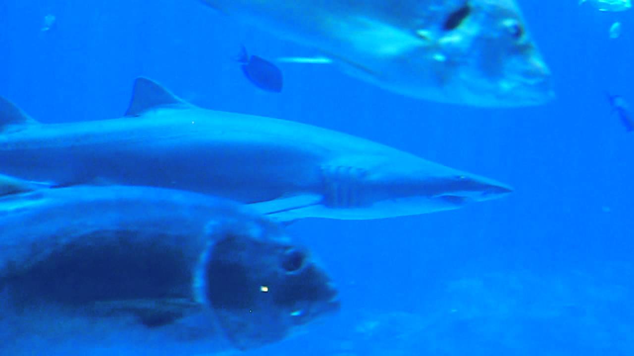 Graceful Sharks At The Worlds Largest Aquarium The Georgia Aquarium ...