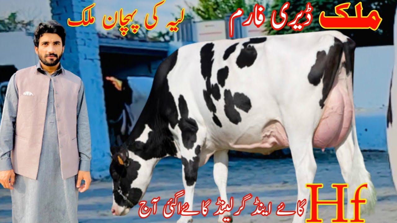 Malik Dairy Farm Top Colss Cow | Hf Cow | Australian cow | For Sale In ...