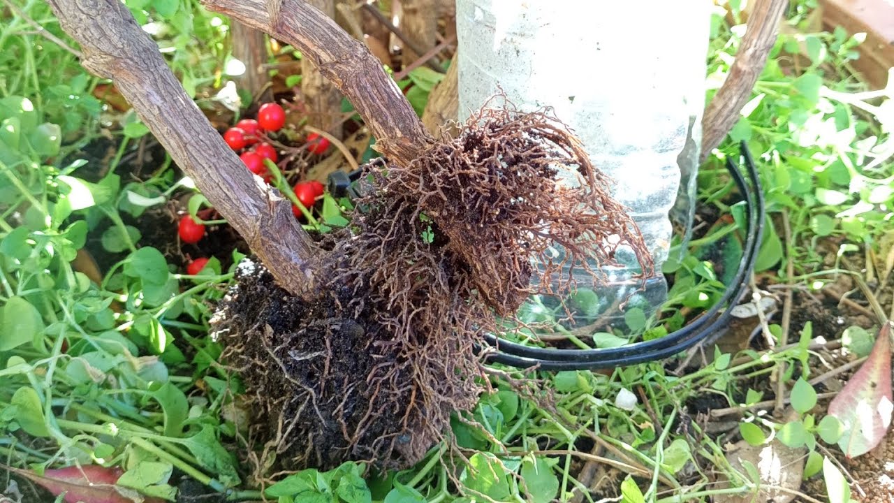 MARGOTTA A CEPPAIA SULLA NANDINA DOMESTICA..... CON LA PRODUZIONE DI ...