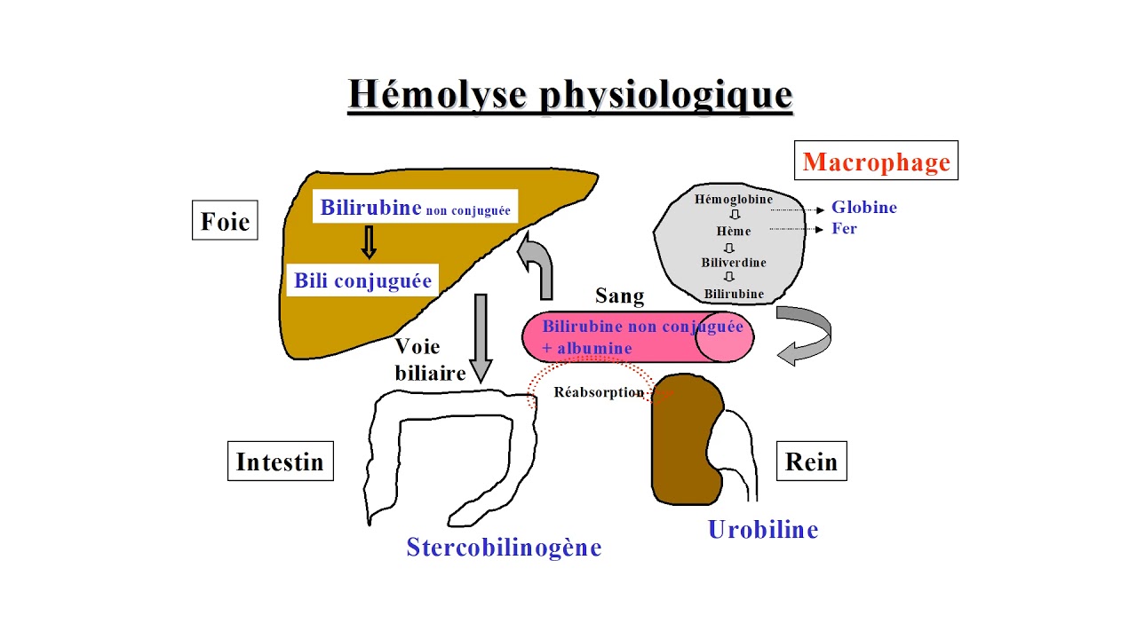 Hemolyse capsule - YouTube