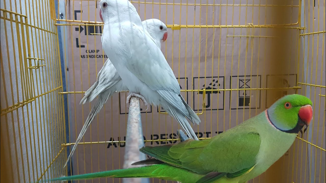 ringneck parrots | green ringneck | white ringneck #birds | #parrot ...