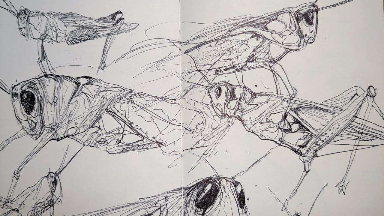Why Drawing Bugs Is the Perfect Way to Fill Your Sketchbook - YouTube