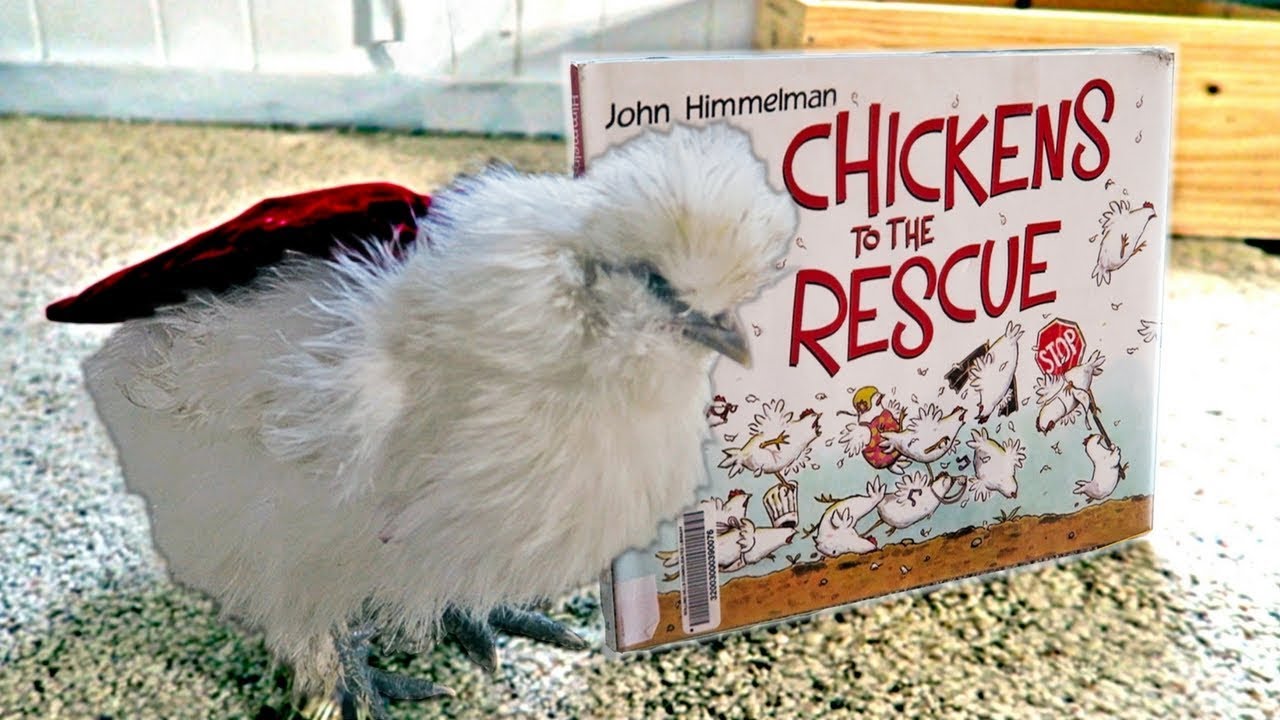 Children’s Chicken Book Review | CHICKENS TO THE RESCUE by John ...