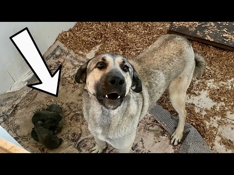 Kangal Raşa Doğum Yaptı Yavruları Kaybettik