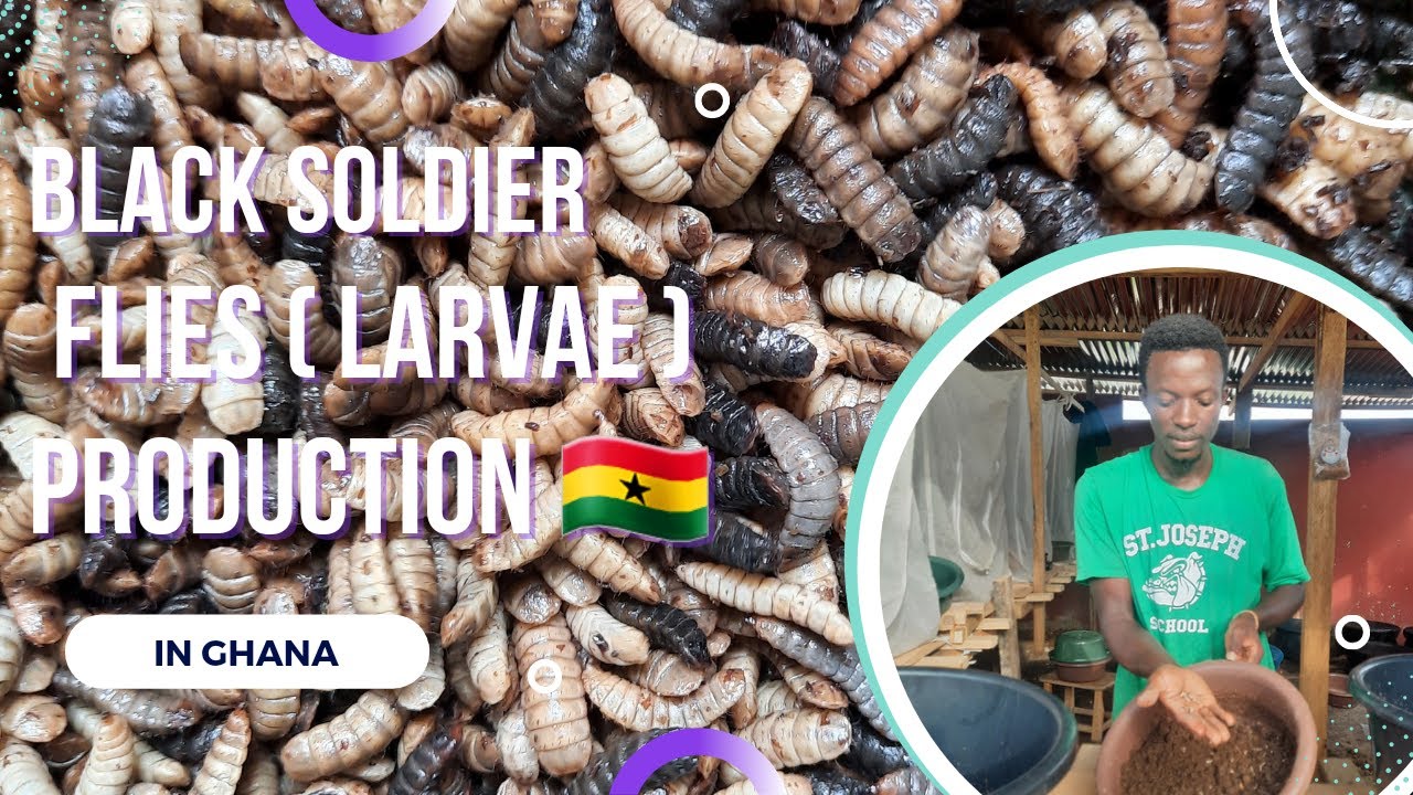 Black Soldier Flies Production in Ghana Part II - YouTube