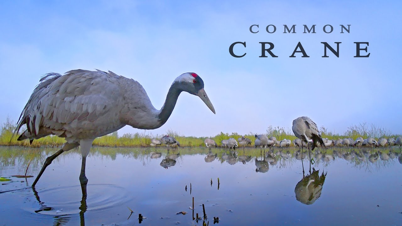 Common Cranes birds in the autumn. - YouTube