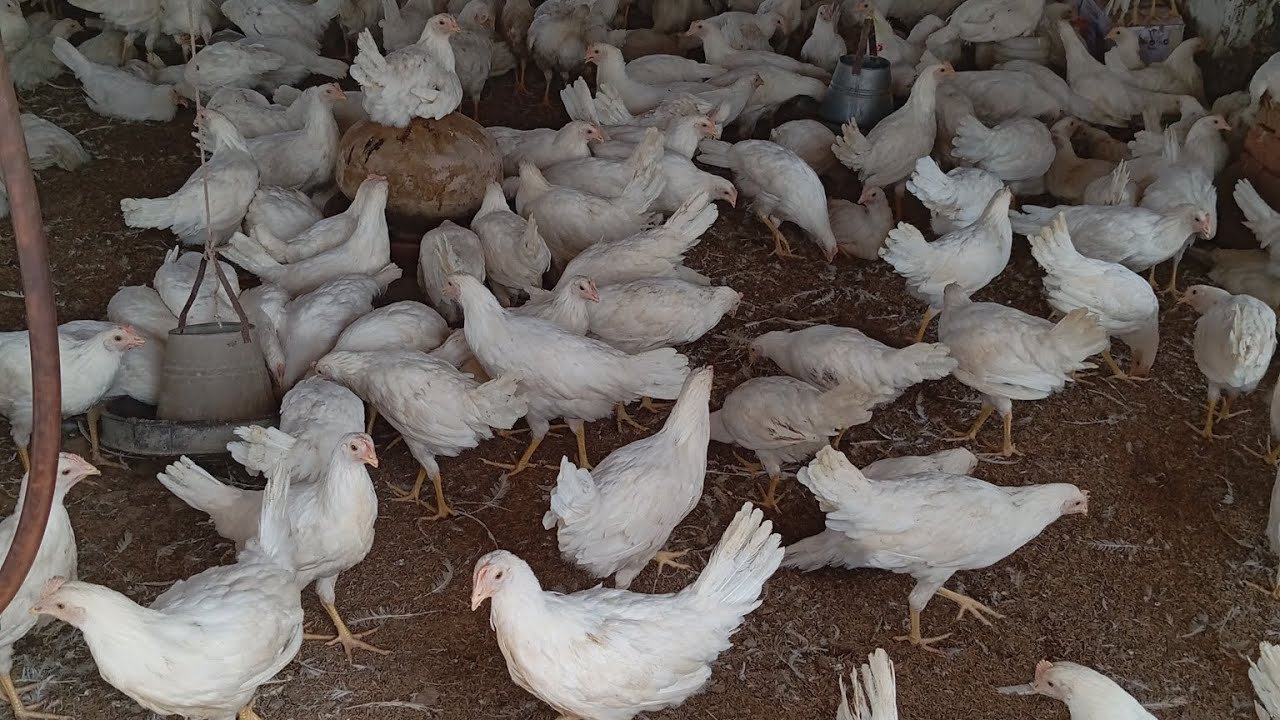white lair poltry farm 100 days old Hen - YouTube