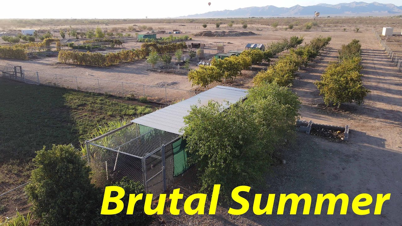 A Desert Farm After Record Heat | What Did We Lose? | September Farm ...