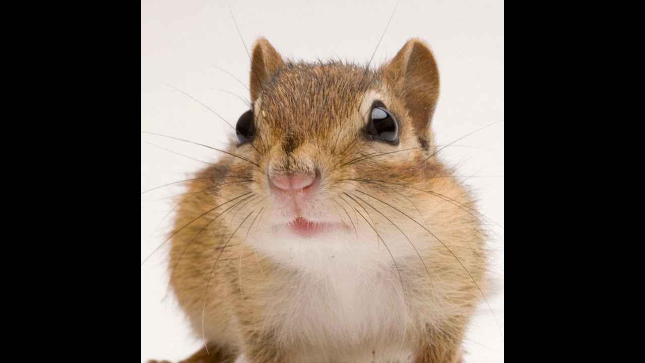 We Be Chipmunks Now! - Haha News #13 - YouTube