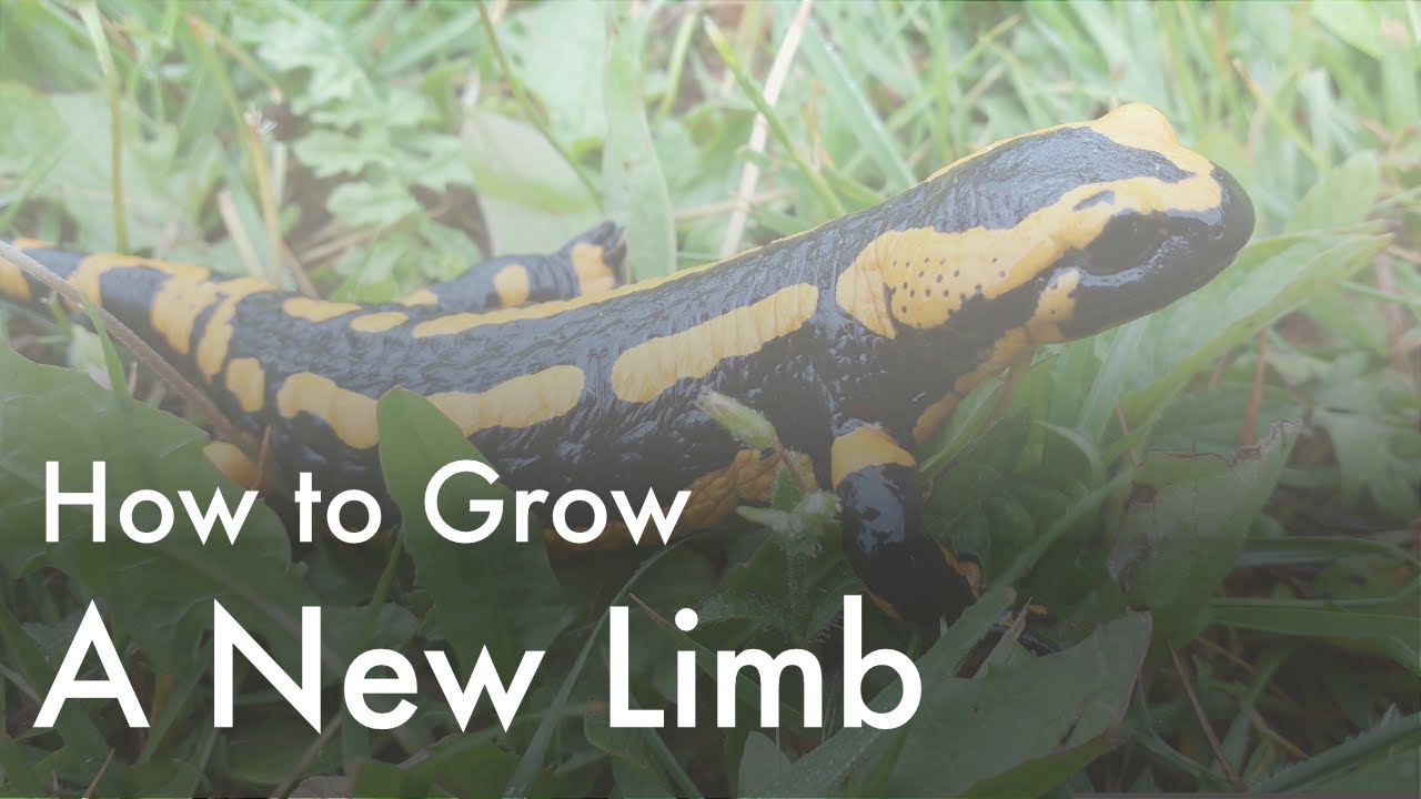 How to Grow a New Limb - YouTube