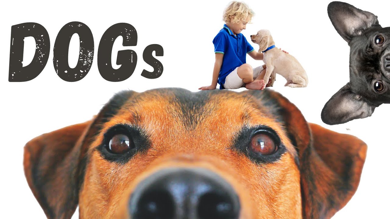 All About Pet Dogs - Dogs Facts for Kids - YouTube