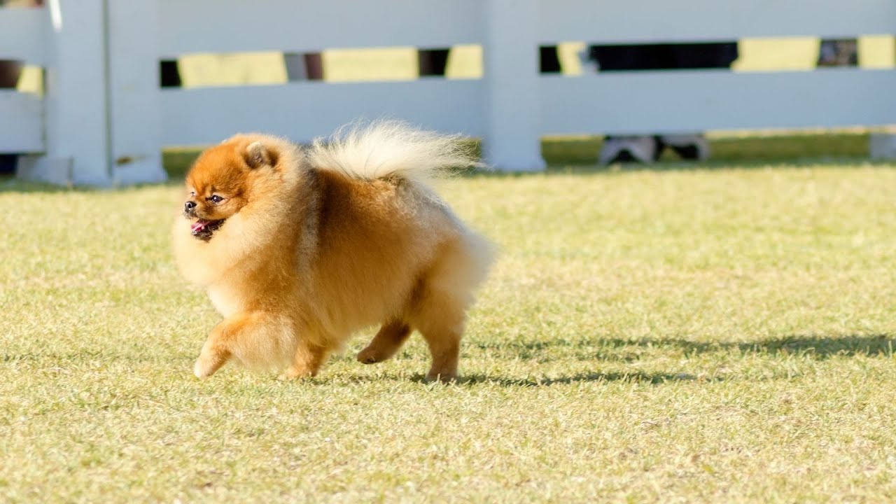 Pomeranian Chases Tail A Never Ending Game - YouTube