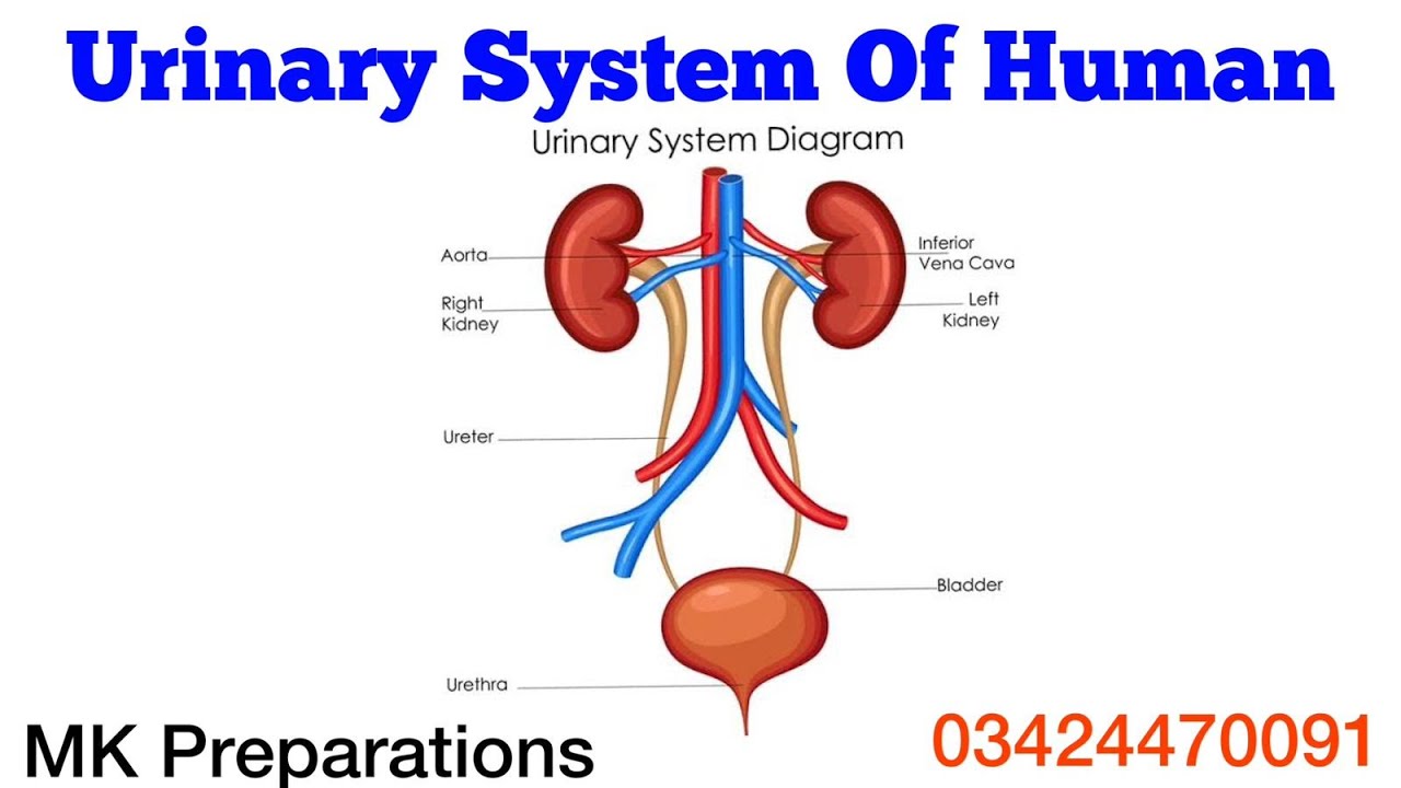 Urinary System of Human | Complete Details | MDCAT Biology | PPSC ...