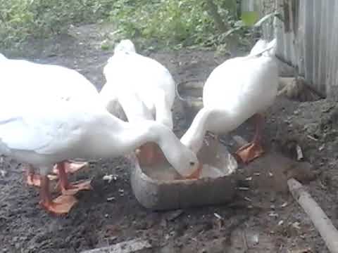 Peternakan // Angsa Putih. Ternak Angsa skala rumahan - YouTube