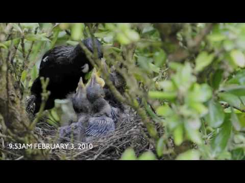 Hawk attacks tui chick - YouTube