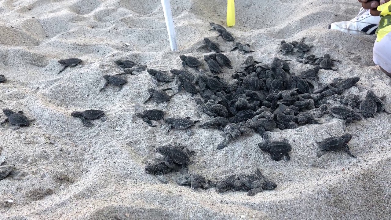 Turtle Release - Hyatt Ziva Puerto Vallarta - YouTube