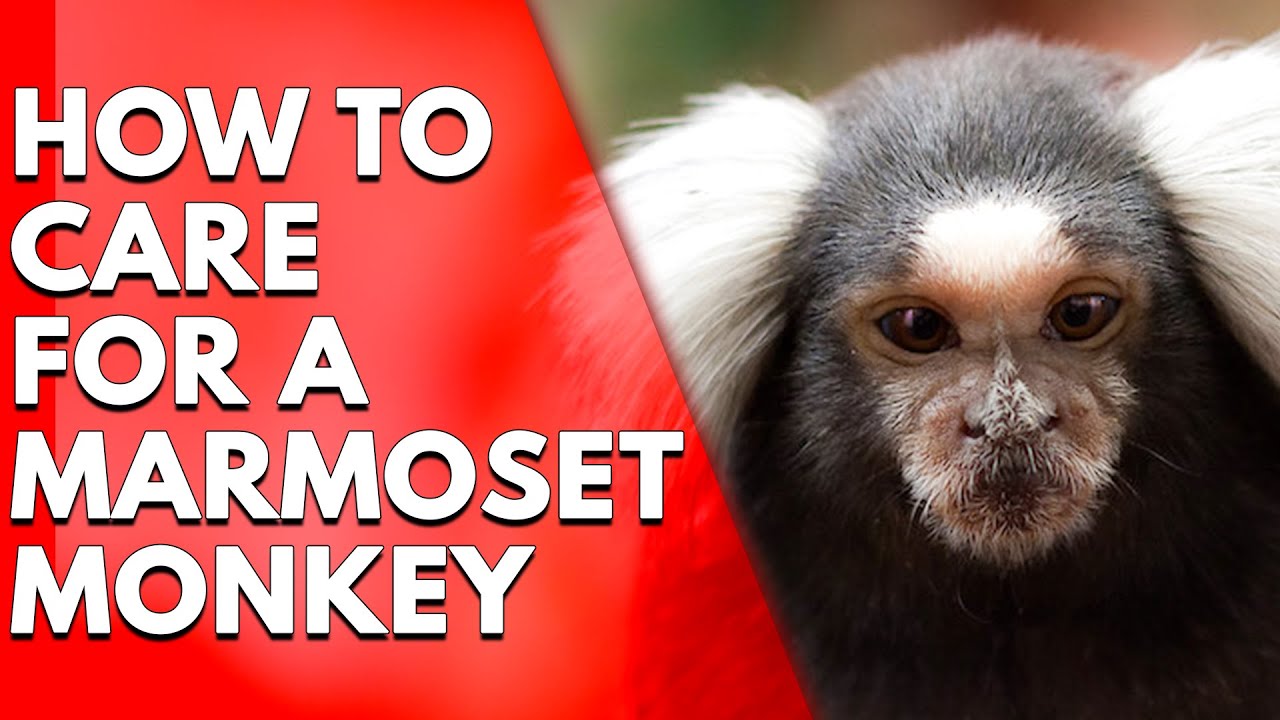 How to Care for a Marmoset Monkey: Essential Tips for Exotic Pet Owners ...