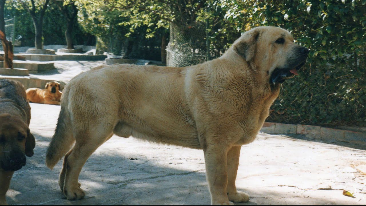 spanish mastiff breed your perfect pet - YouTube