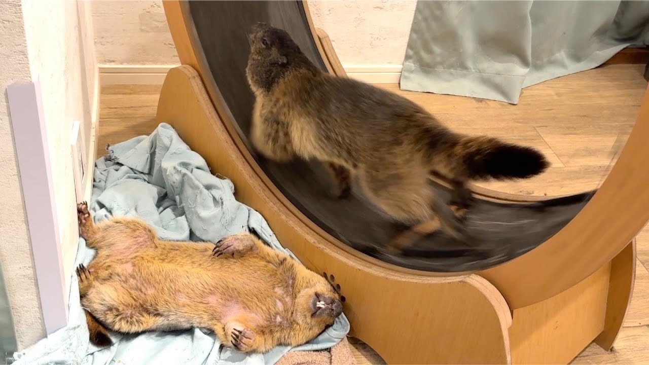 Deep Sleeping Marmot vs. Fast Running Marmot - YouTube