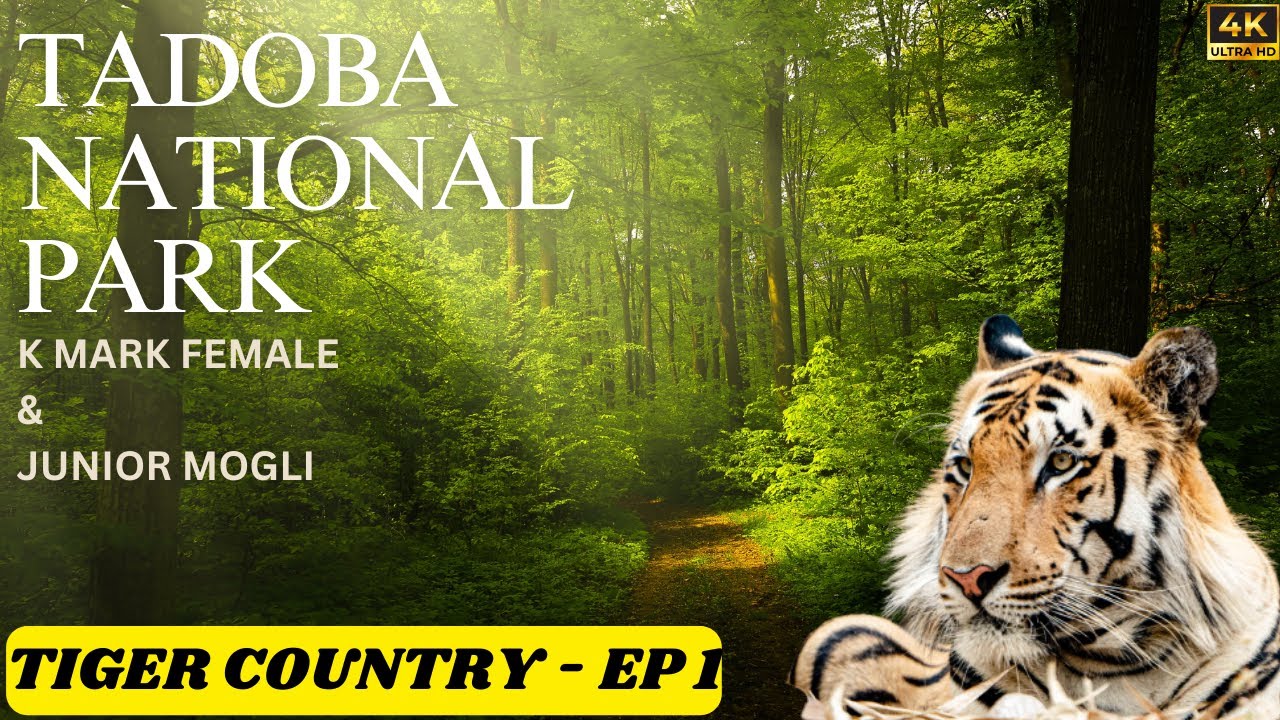Tadoba Jungle Safari | Tadoba Tiger Reserve | Tadoba Safari | Zari Peth ...