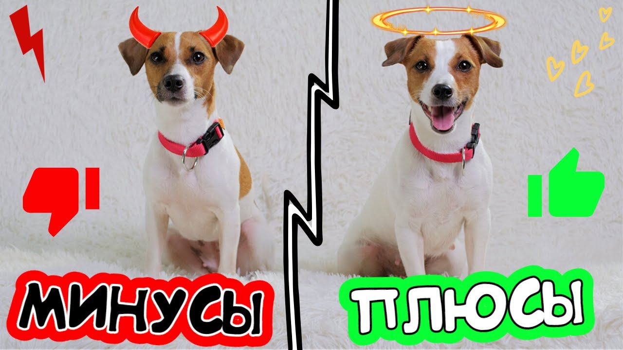 ВСЯ ПРАВДА О ДЖЕКАХ Плюсы и минусы породы Джек Рассел терьер Youtube