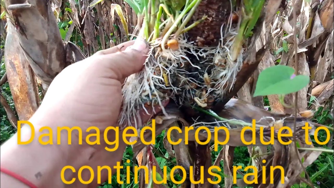 checking the farm after the typhoon. feel the fresh air.. morning walk ...