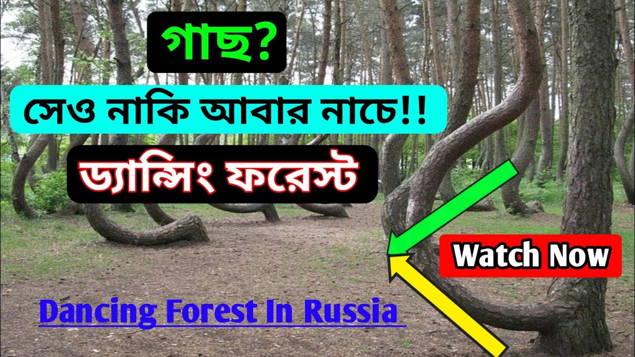 বাল্টিক সমুদ্রের তীরে আছে এমনই এক জায়গা || Dancing Forest In Russia ...