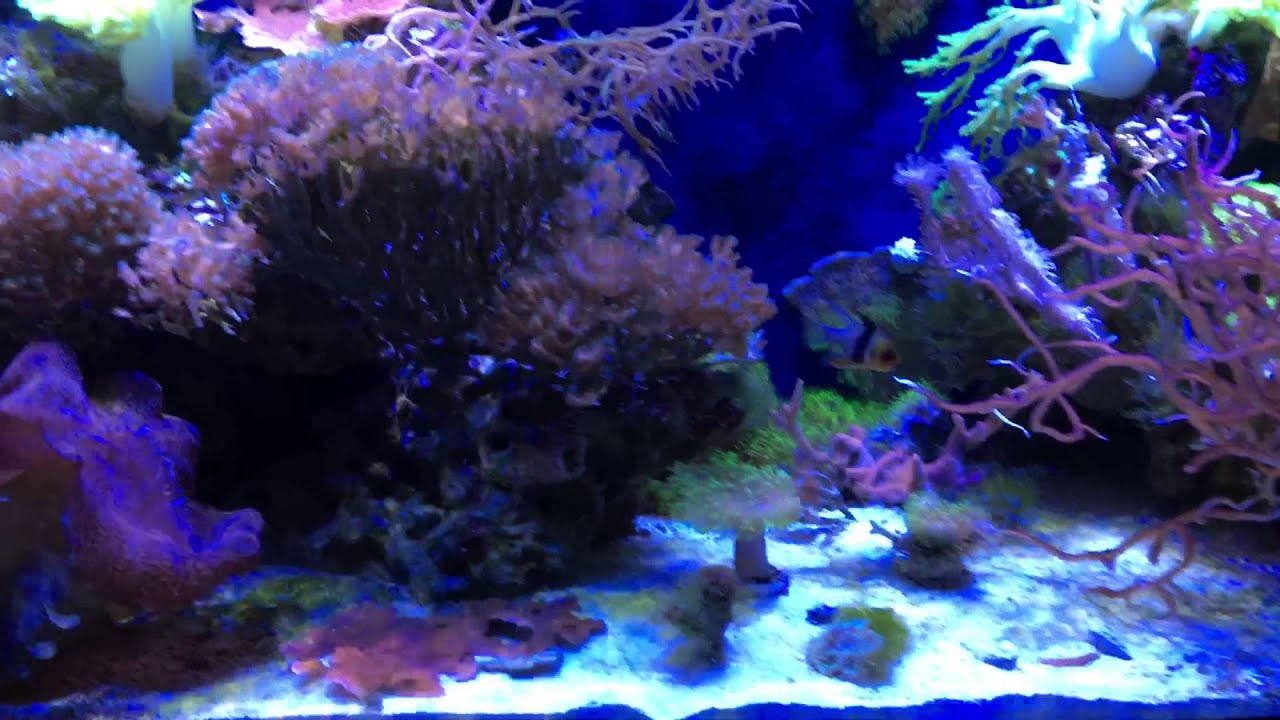 75 Gallon Reef Tank Update - YouTube